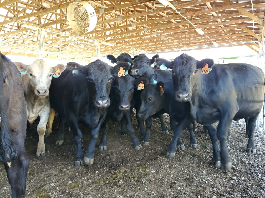 Improving Beef Cattle Production | Middle Tennessee AgResearch and ...