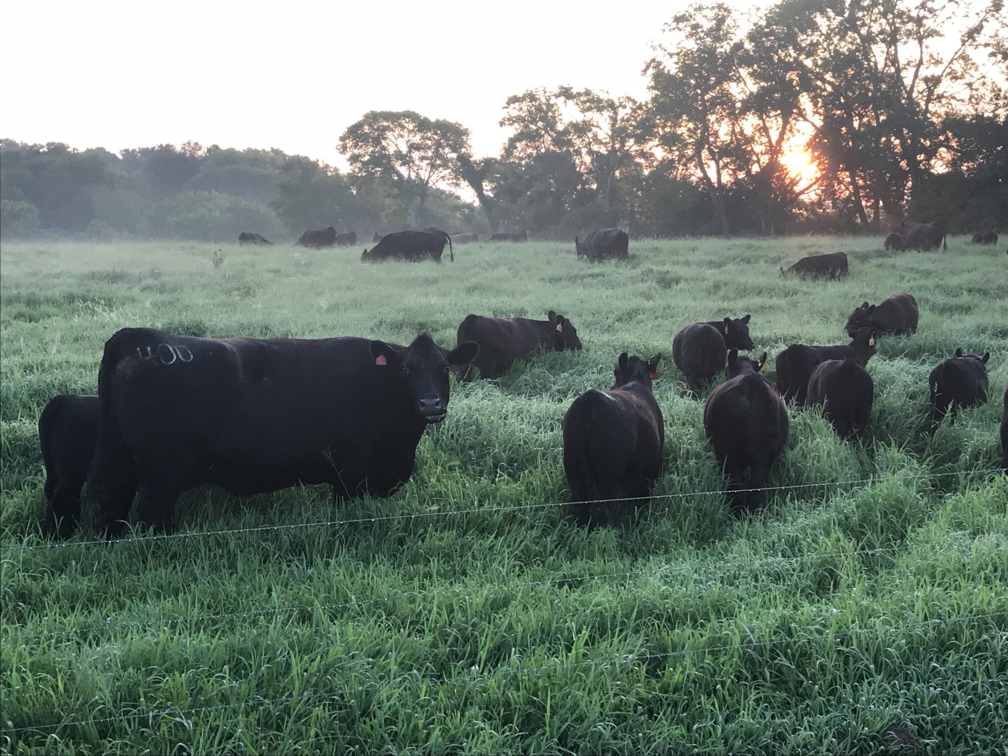 Improving Beef Cattle Production | Middle Tennessee AgResearch and ...